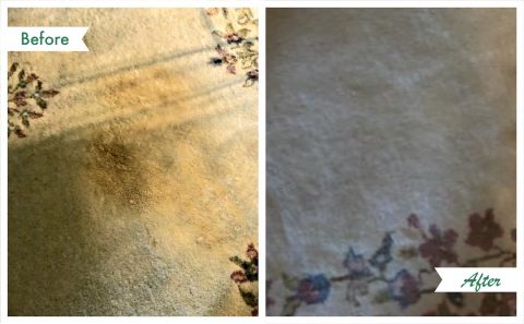 Home | Going Green Carpet & Upholstery Cleaning in Chicago, IL